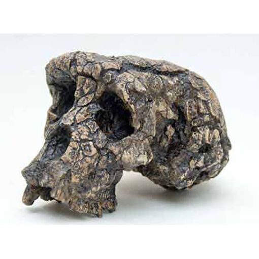 Reproduction FOSSILE crane Sahelanthropus tchadensis Toumaï | Rakuten