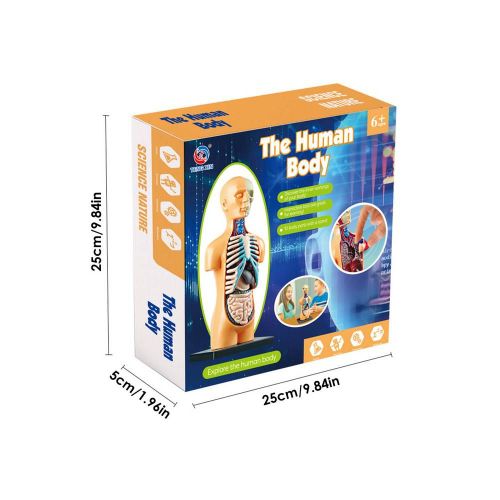 11pcs Removable Anatomical Human Torso Body Model For 3D Education Toy ...