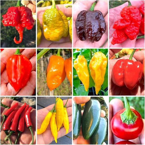 120 Graines de Piment Chili en 12 Variétés des plus FORTES et ...