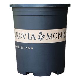 Pot de gallon gros pot balcon légumes en pot plantes vertes rose pot en ...