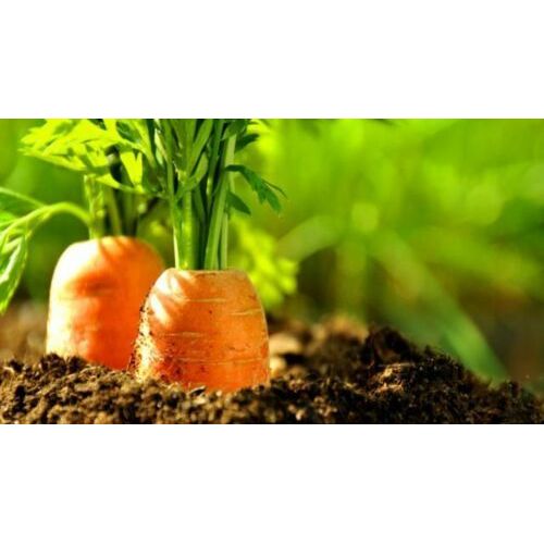 500 Graines de Carotte Nantaise Méthode BIO seeds plantes légumes ...