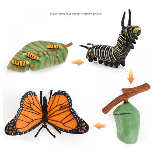 Animal Growth Cycle Biological Model , Growth Stage Lifelike Butterfly ...