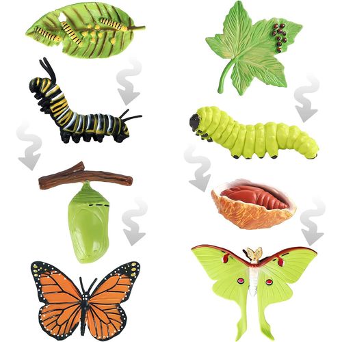 Cycle de Vie Papillon, 8 Pièces Cycle de Croissance des Insectes, Cycle ...