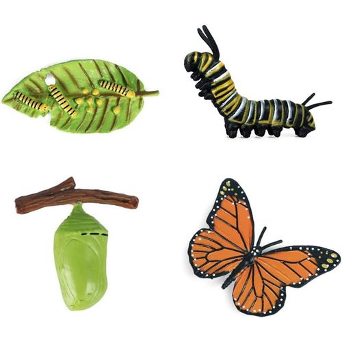 Cycle de Vie Papillon, Insectes Cycle de Vie Cycle de Croissance ...