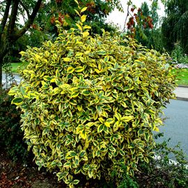 Elaeagnus Ebbingei Chalef Gilt Edge - 10 cm - Godet - Elaeagnus ...