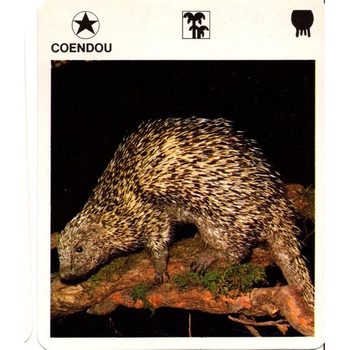 Fiche Le Grand Fichier du Monde Animal Coendou | Rakuten