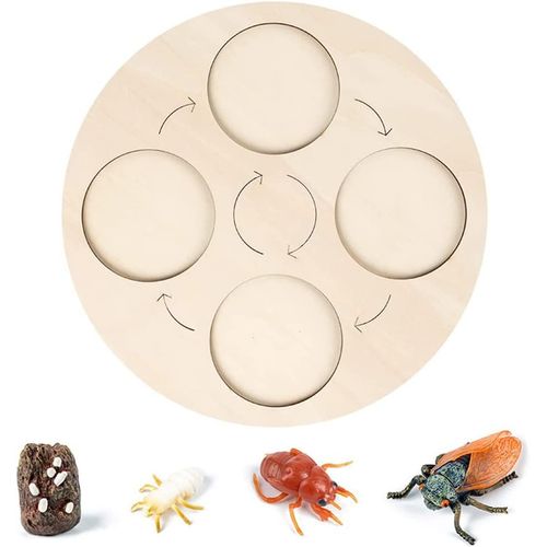 ISAKEN Kit de Cycle de Vie des Insectes, Plaque de Cycle de Vie ...