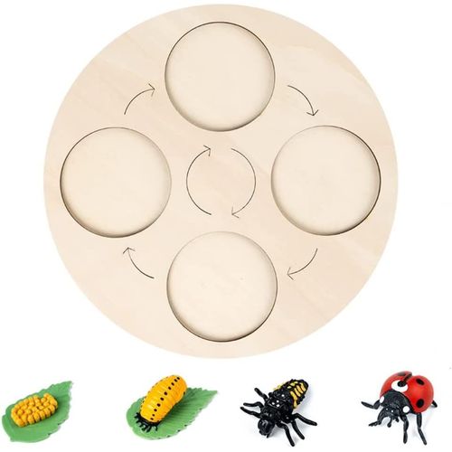 Kit De Cycle De Vie D'Insectes, Simulation De ModèLe De Cycle De Vie D ...