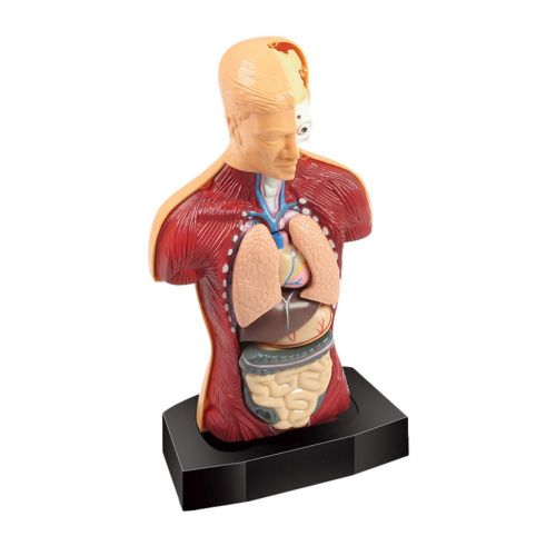 Modèle de corps humain, anatomie du torse, anatomie médicale, organes ... Modèle de corps humain, anatomie du torse, anatomie médicale, organes ...