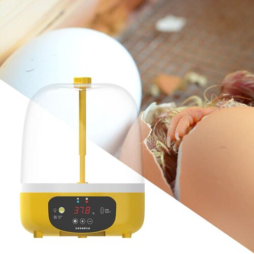 Couveuse automatique numérique Portable pour ¿ufs, couveuse automatique ...